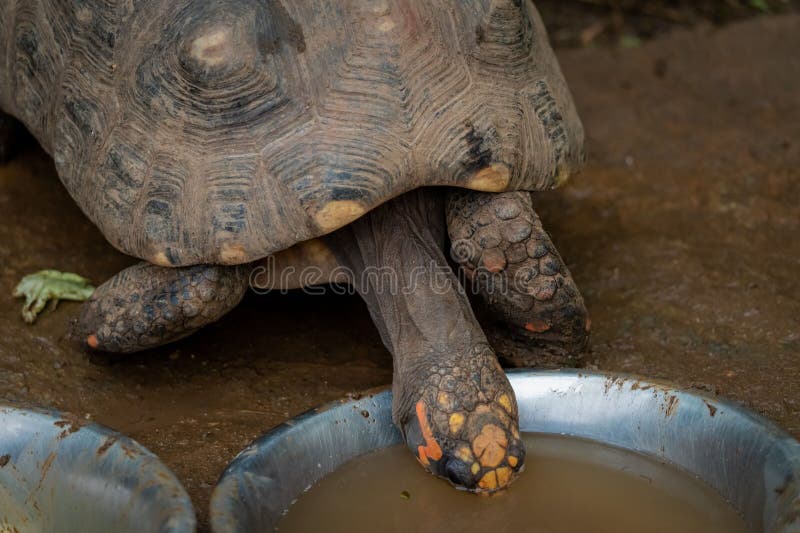Red-footed Tortoise Drinking Water from a Metal Bowl Stock Image ...