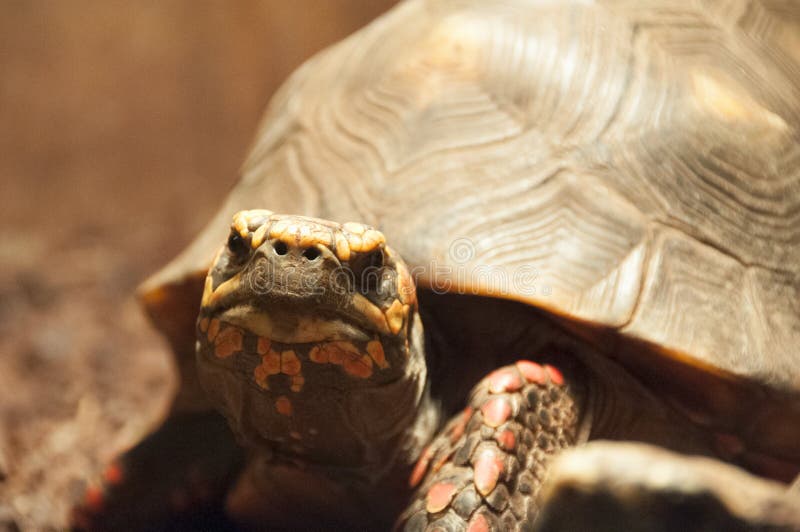Red-Footed Tortoise stock image. Image of shell, tortoise - 96526403