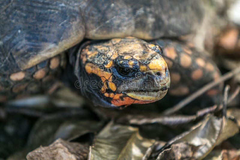 Red-footed tortoise stock photo. Image of reptile, america - 114379080