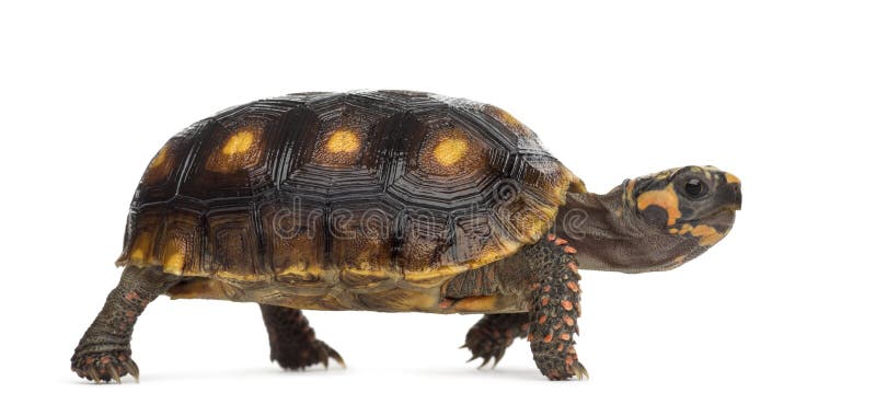 Red-footed tortoise stock photo. Image of shell, reptilan - 2313650