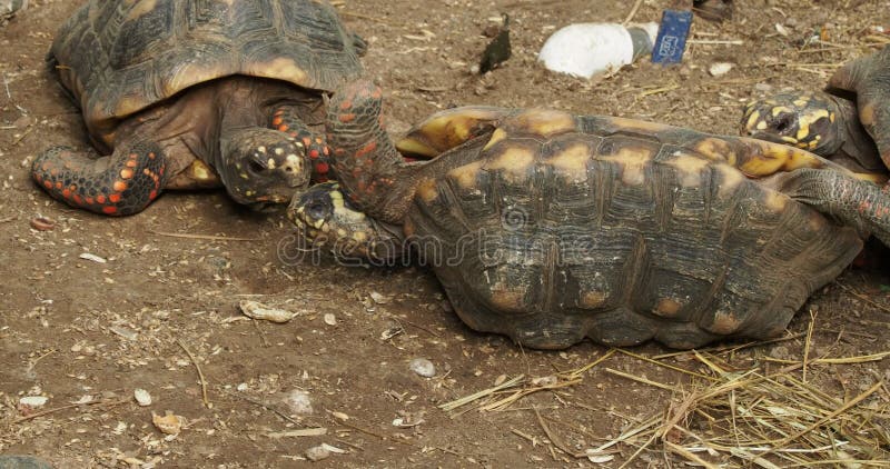 Red-footed Turtles Helping One that Turned on Its Back Stock Video ...