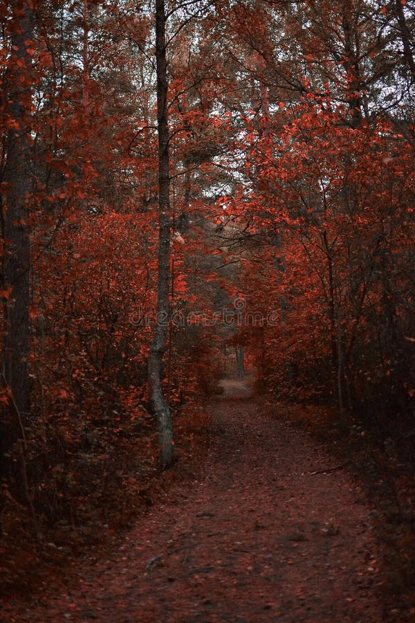 Red forest stock photo. Image of forest, magic, autumn - 128785462