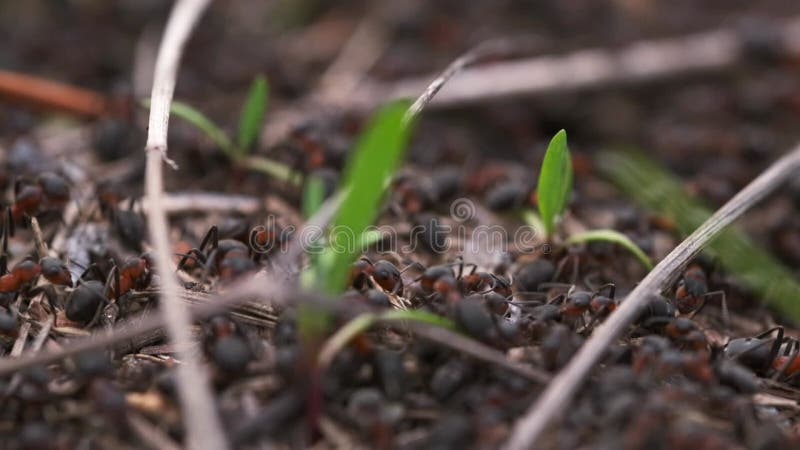 Red Forest Ants are Building an Anthill. Floating Focus, Closeup. Red ...