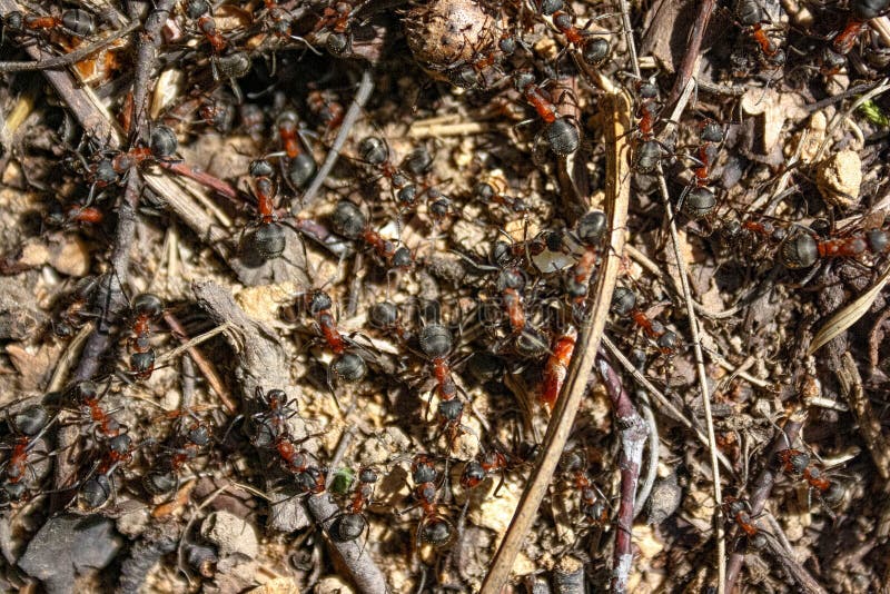 Red Forest Ants close-up stock photo. Image of community - 94942632