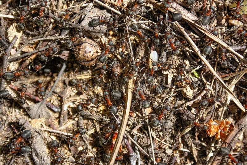 Ant Pile Stock Images - Download 252 Royalty Free Photos