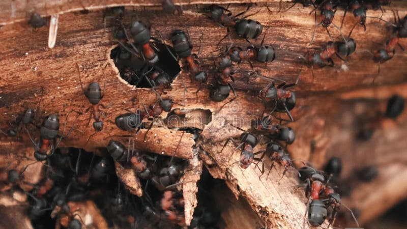 Red Forest Ants Formica Rufa on a Fallen Old Tree Trunk. Ants Moving in ...