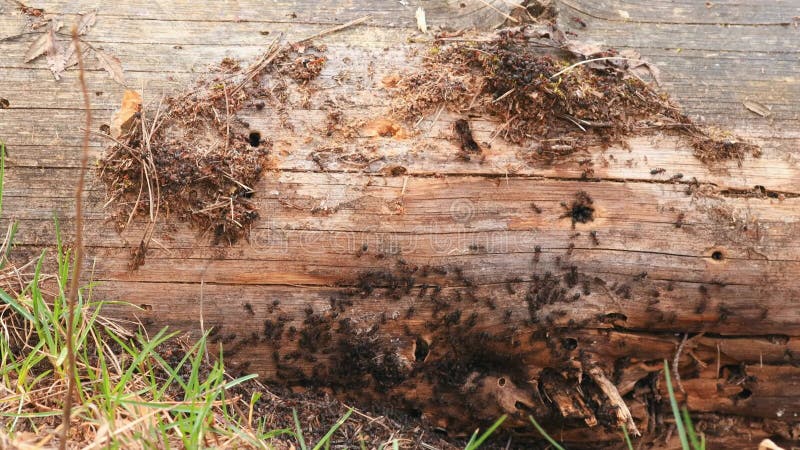 Red Forest Ants Formica Rufa on a Fallen Old Tree Trunk. Ants Moving in ...