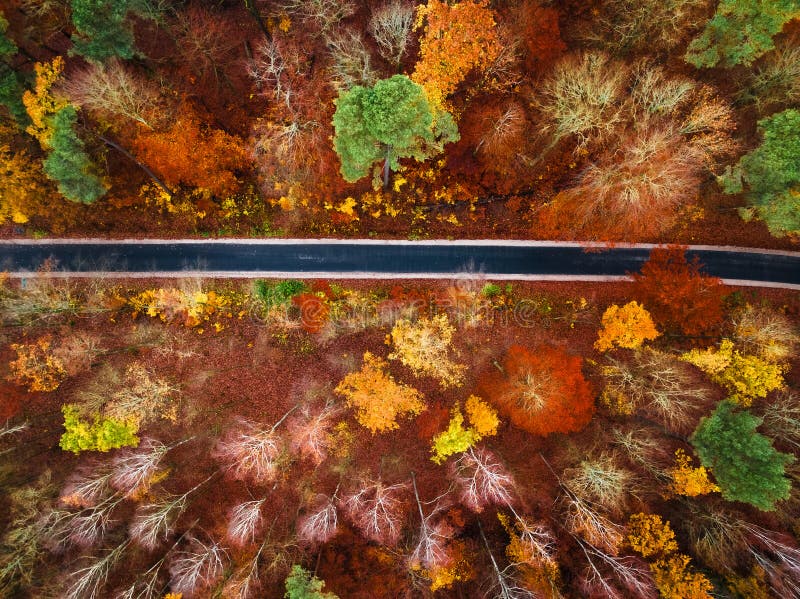 Red Forest in Autumn and Dark Asphalt Road Stock Photo - Image of ...