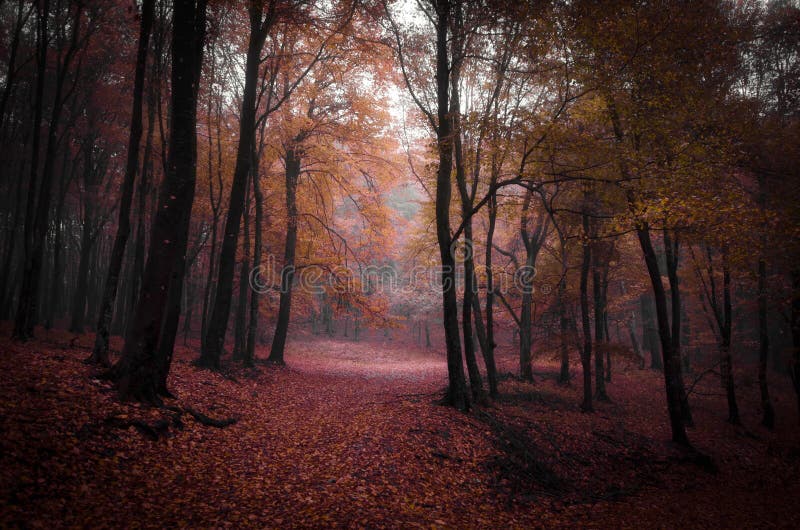 Red forest in autumn stock photo. Image of wilderness - 50132074