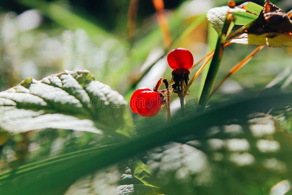 Red forest berries stock image. Image of leaves, fresh - 118356203