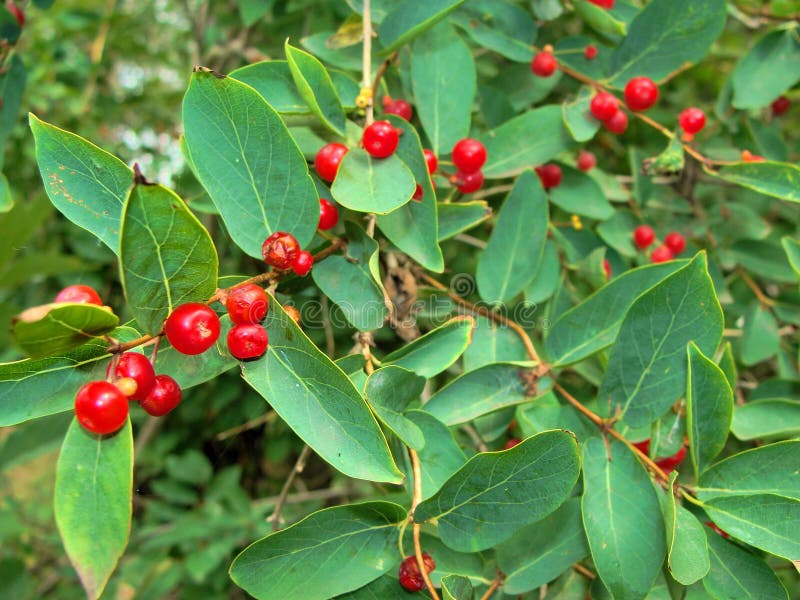 224 Ripened Red Forest Berries Stock Photos - Free & Royalty-Free Stock ...