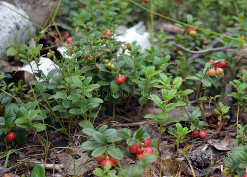 Red Forest Berry Cranberries Growing on the Soil in the Forest among ...