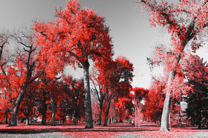Big Red Tree stock photo. Image of denver, grass, dream - 50763906