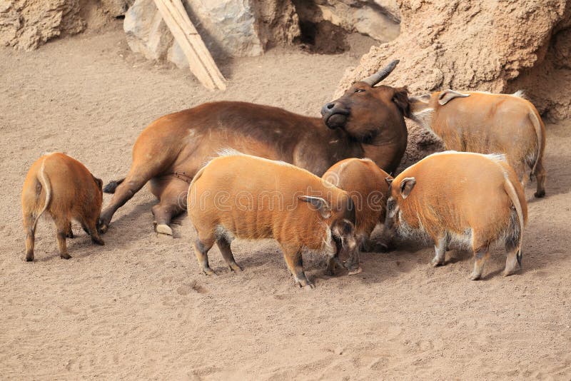 Red Forest Buffalo and Pigs Stock Image - Image of buffalo, africa ...