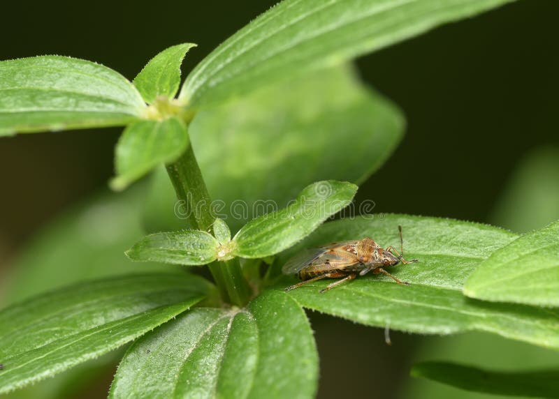 Red Forest Bug among the Leaves of the Grass in the Forest Stock Image ...