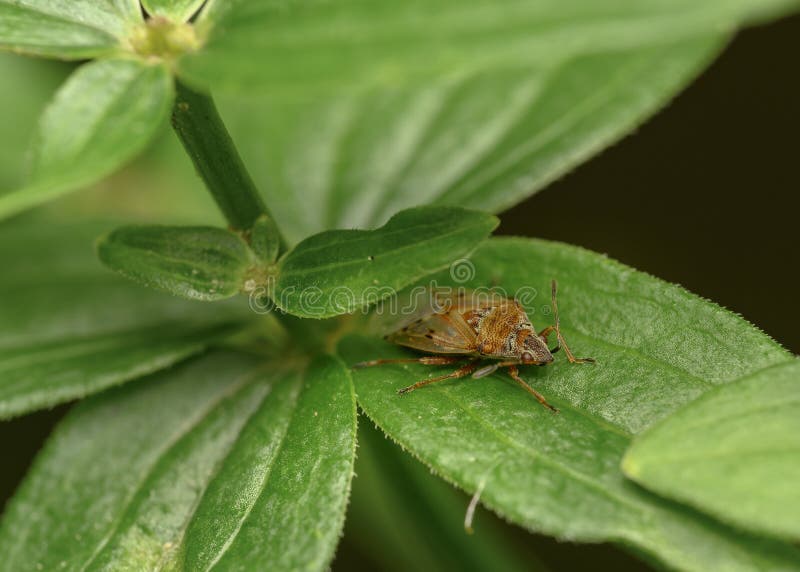 Red Forest Bug among the Leaves of the Grass in the Forest Stock Photo ...