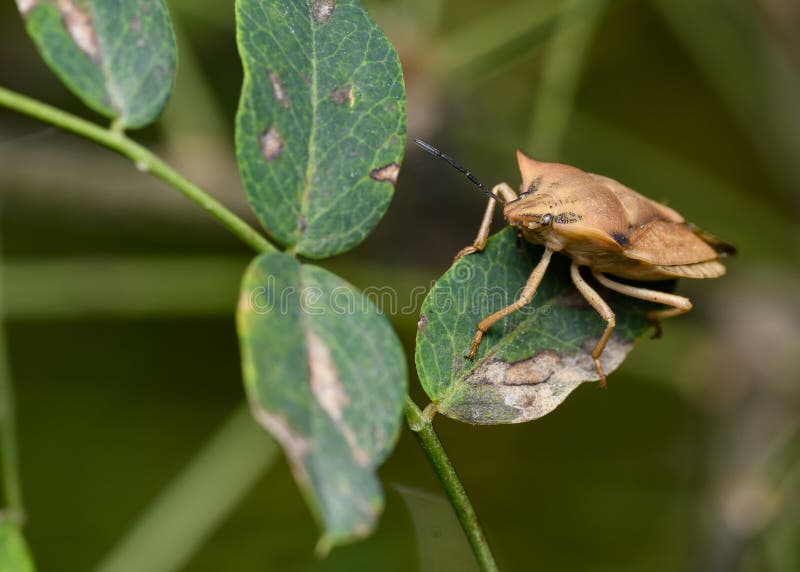 Red Forest Bug on a Shrub Leaf in Summer Stock Image - Image of plant ...