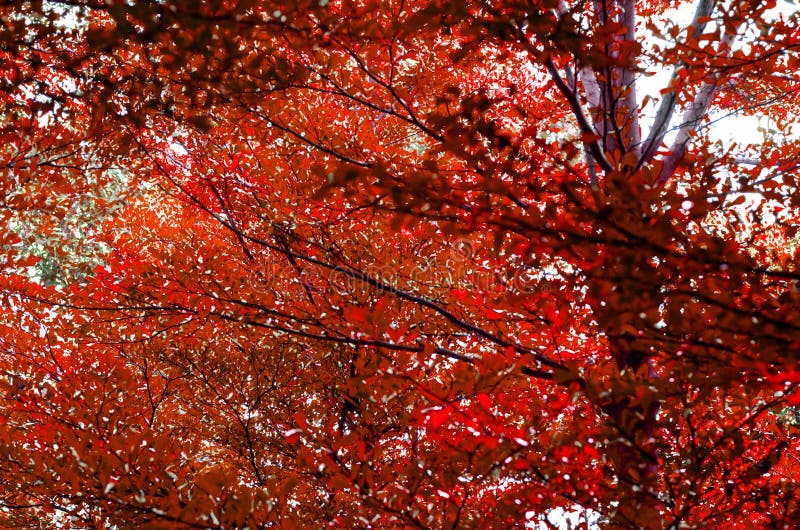 Red forest colorful stock image. Image of feast, celebration - 73646235