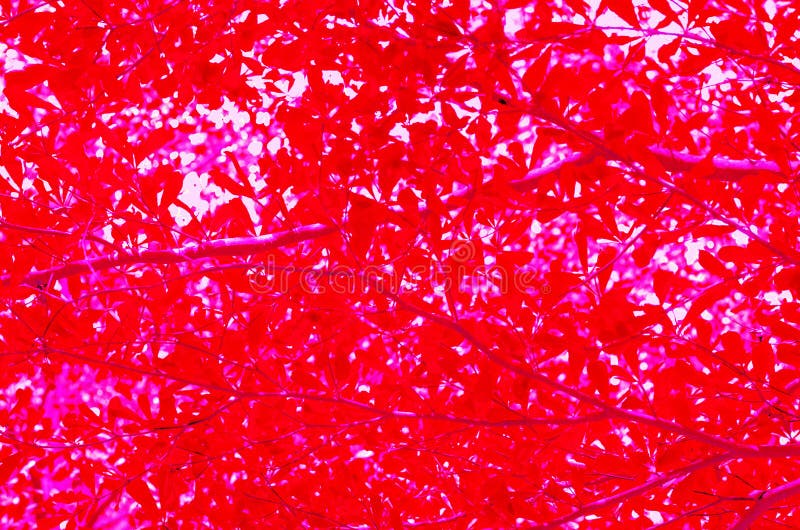 Red forest stock image. Image of black, feast, celebration - 73646249