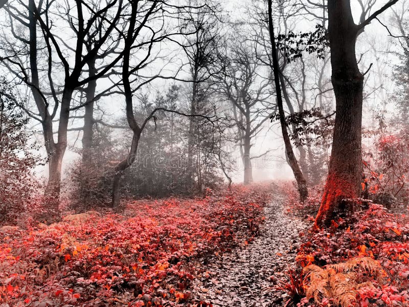 Red Forest in Deep Fog Chant Stock Photo - Image of morning, sunlight ...