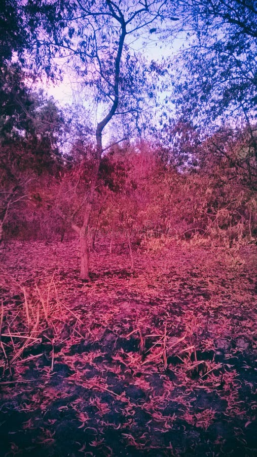 Red forest stock photo. Image of tree, forest, fire, burn - 53707364