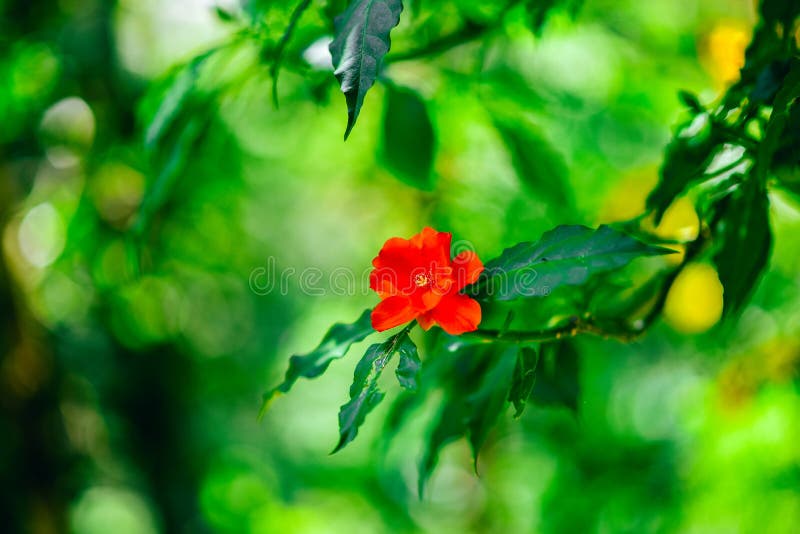 Red forest flower stock image. Image of branch, tree - 179274469