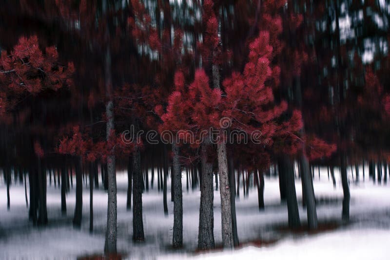 The Red Forest stock photo. Image of black, lord, landscape - 138495782