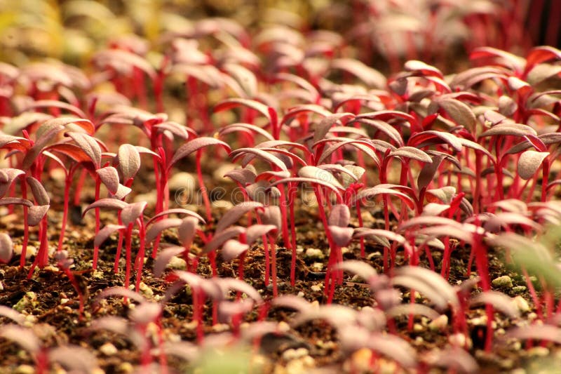 Red Forest of Tiny Amaranth Flower Seedlings Sprouting Up from the ...