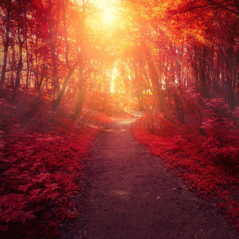 Trees With Red Leaves In Blue Mist Stock Image - Image of maple, color ...