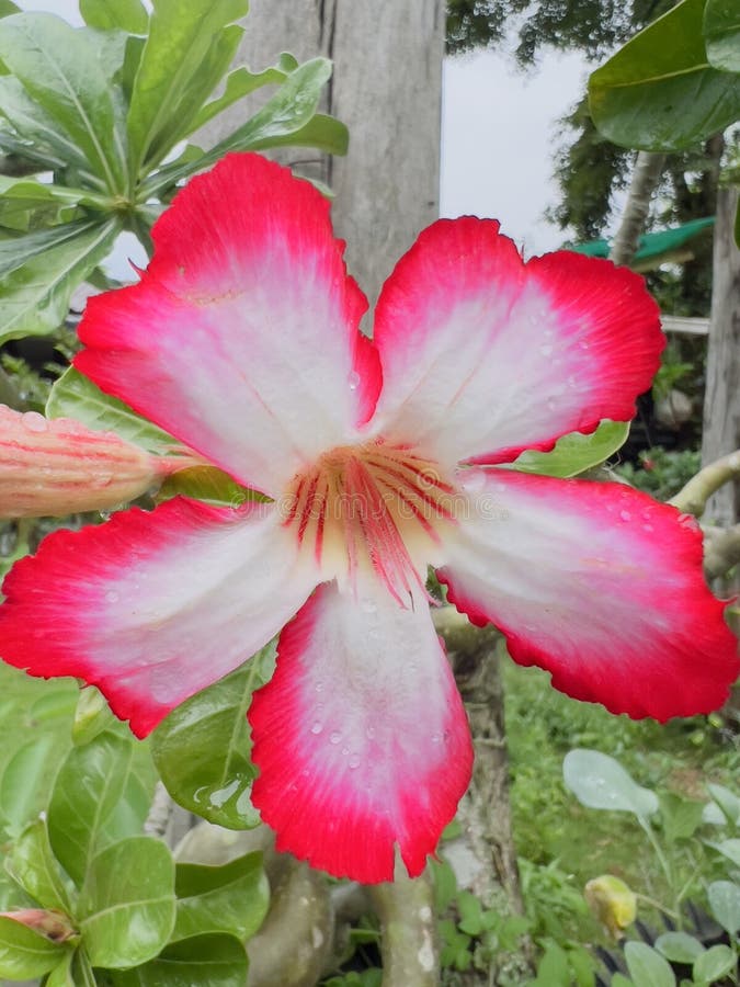 Red fower stock image. Image of shrub, produce, plant - 251678219
