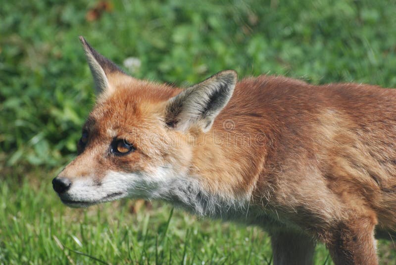 Red Fox 0008 stock photo. Image of wildlife, wild, british - 6406398
