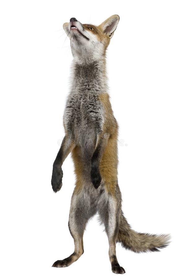 Front View of Red Fox, 1 Year Old, Sitting Stock Photo - Image of ...