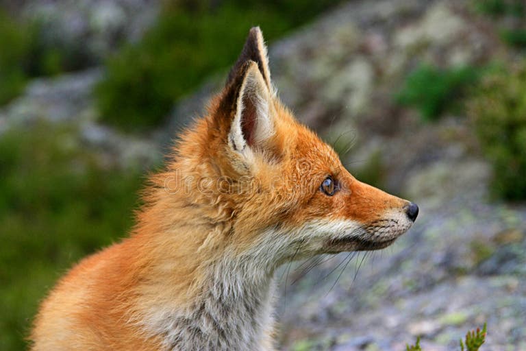 1,512 Fox Side View Stock Photos - Free & Royalty-Free Stock Photos ...
