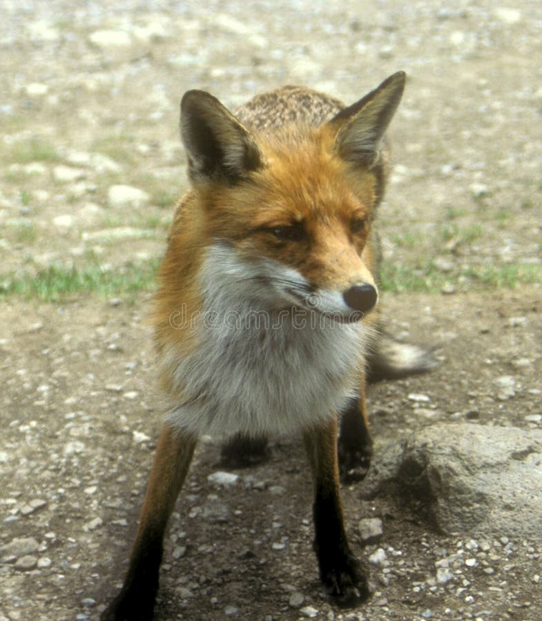 Red Fox Vulpes Close View stock image. Image of nervous - 11135713
