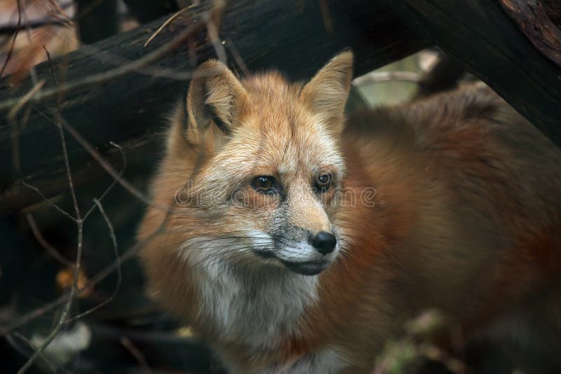 Red Fox stock image. Image of predator, wildlife, blurred - 11872225