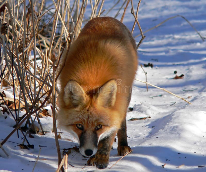 Red Fox 12 stock photo. Image of outdoor, smart, tail - 3990638