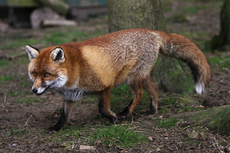 Lurking fox in the city stock photo. Image of city, cunning - 93690688