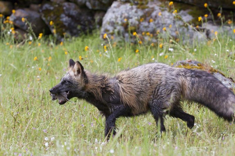 Red Fox stock image. Image of animal, wolves, creatures - 13653331