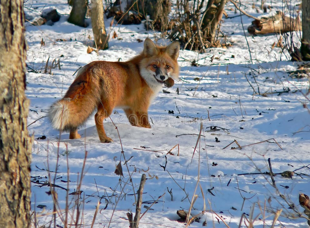 1,329 Red Fox Eating Stock Photos - Free & Royalty-Free Stock Photos ...
