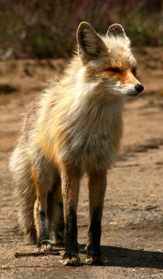 Red Fox 15 stock image. Image of pest, cute, sruffy, fuzzy - 9573613