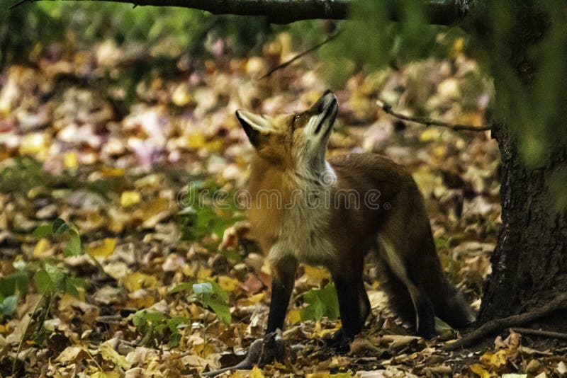Red Fox Covers All the Bases by Looking Up Stock Photo - Image of ...
