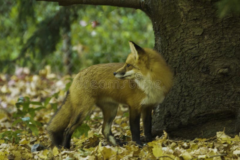 Taking a Look All Around the Garden Stock Image - Image of leaves ...