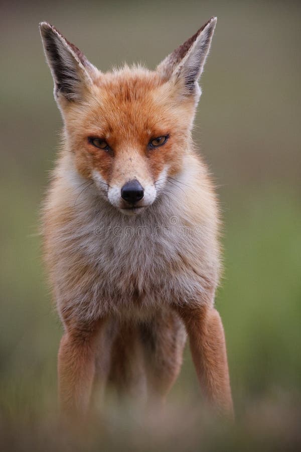 Red Fox stock image. Image of veluwe, wildlife, mammals - 17302019