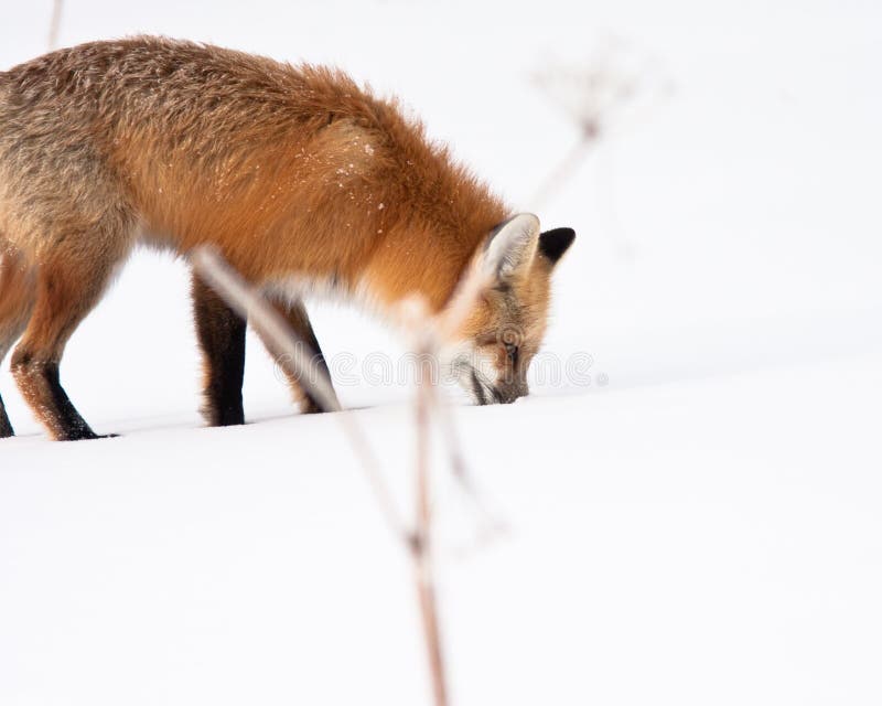 Red Fox in Snow stock photo. Image of cold, algonquin - 31693714