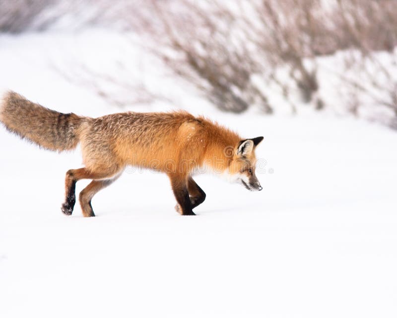 Swimming red fox stock photo. Image of mammal, lake, hunting - 25817852