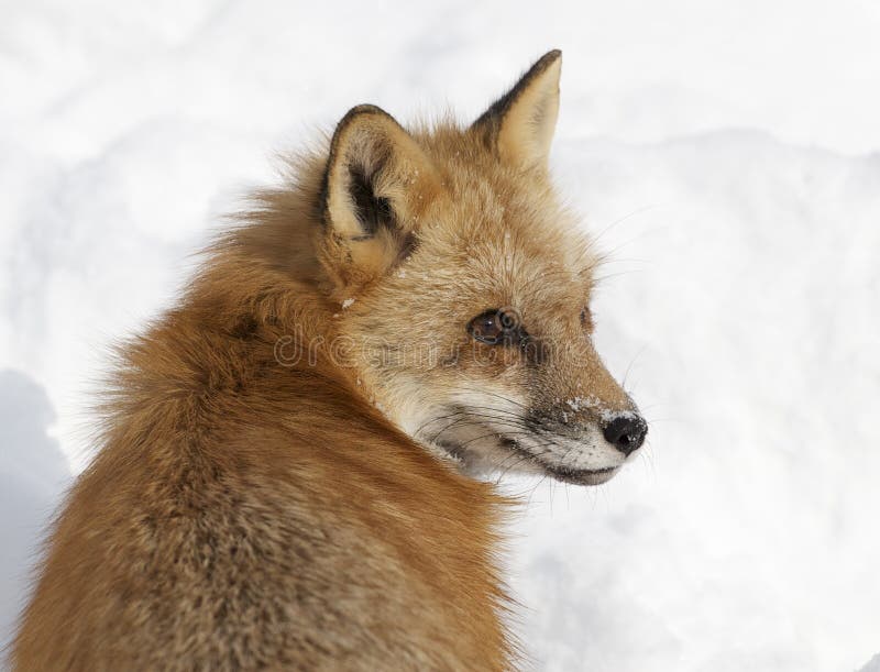 Red Fox stock photo. Image of creature, nose, beast, back - 17643810