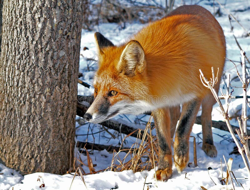 Red Fox stock photo. Image of fauna, animals, nose, snow - 1769616