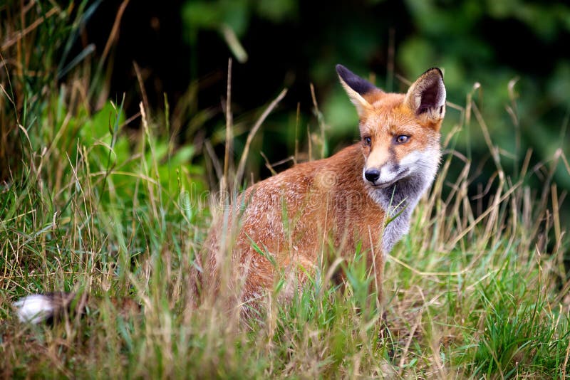 Red Fox Looking Back (Vulpes Vulpes) Stock Image - Image of firewood ...