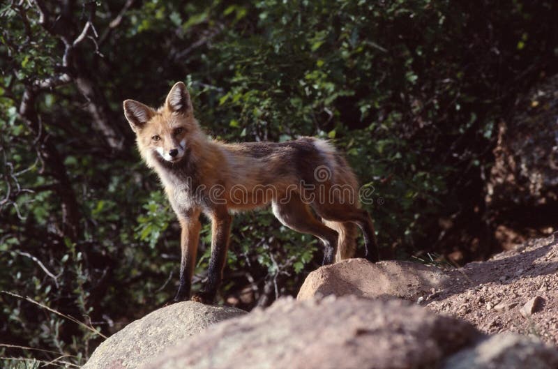 Red Fox stock image. Image of male, wildlife, wild, rocks - 1819785