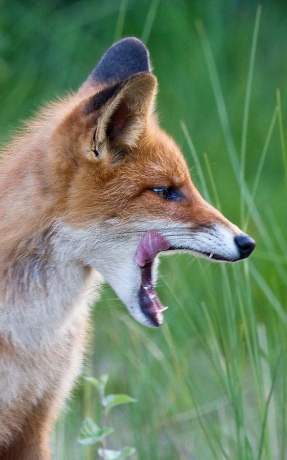 Fox roar stock image. Image of mouth, wildlife, wild - 11393473